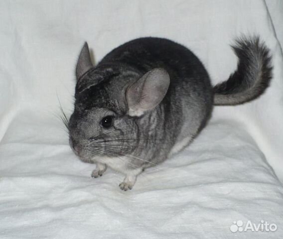 Шиншилла (самочка)