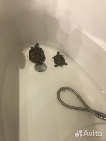 Черепахи Красноухие