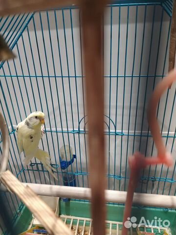 Попугай (самка). Отдам бесплатно