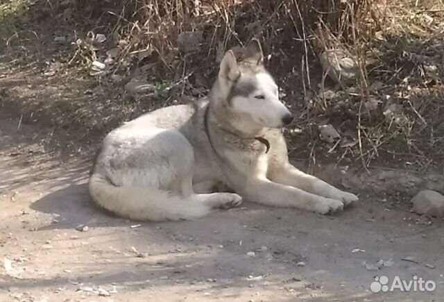 Хаски потеряшка с ошейником