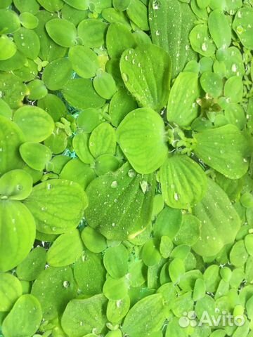 Пистия, мох стринг