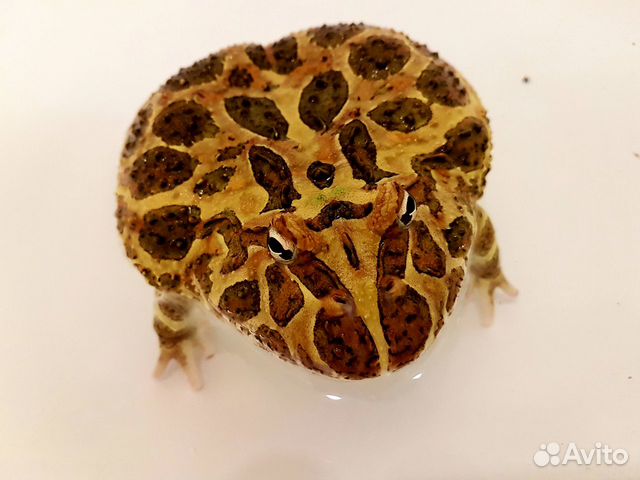 Украшенная рогатка