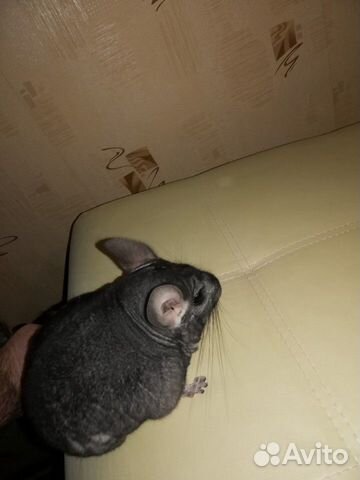 Шиншилла+ветрина(полный комплект)