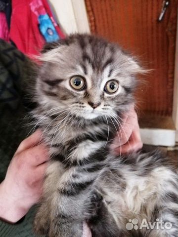 Котенок британский веслоухий 2 месеца