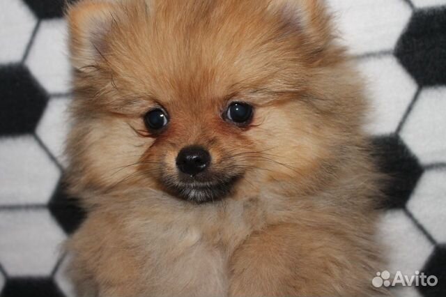 Щенки цверг шпица