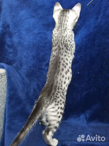 Котята породы Египетская мау