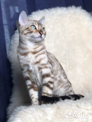 Снежные бенгалы