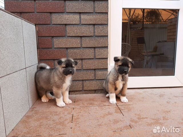 Америкосики