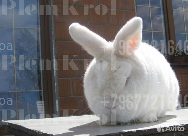 Элитные кролики Н.З.Б. от лучших линий Европы