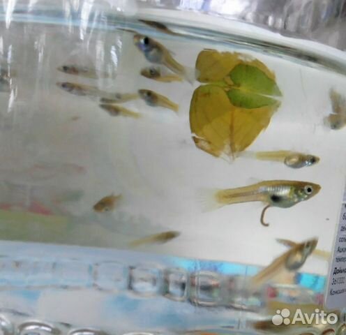 Гуппи, гуппи Эндлера