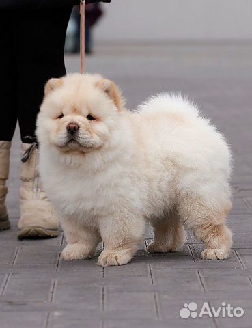 Кремовый мальчик чау-чау