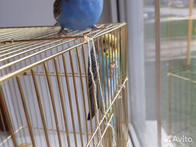 Валнистые папугаи