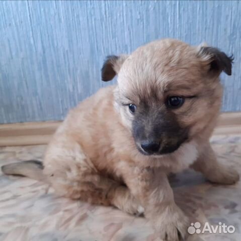 Кобелек 2 месяца в добрые руки