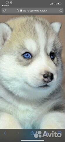 Сибирский хаски