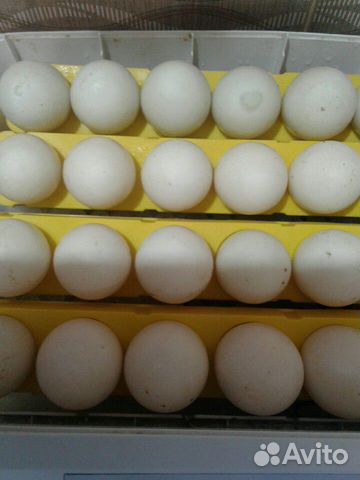 Инкубоционное яйцо утки-крикаша