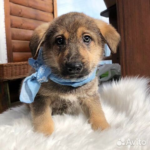 Верный щенок Грей ищет любящую семью
