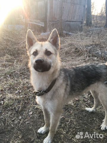 Щенок Лис в добрые руки