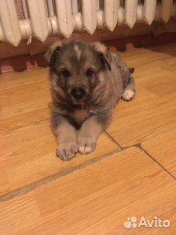 Кобель 1,5 месяца