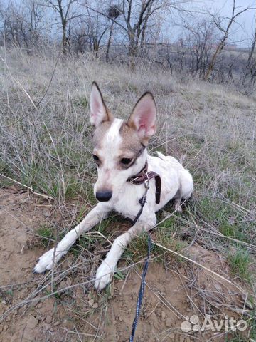 Щенок в хорошие руки