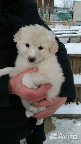 Щеночки-ангелочки