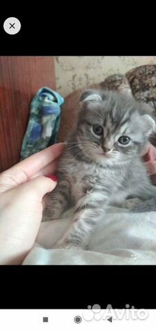Шотландская