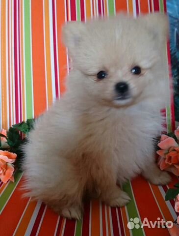 Шпиц щенок мальчик-кремовый померанчик