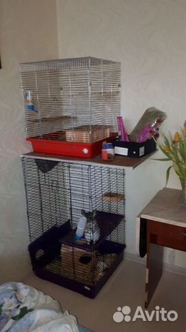 Шиншиллы в дар