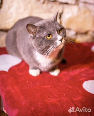 Котик Хрипатик
