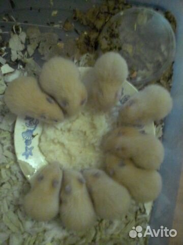 Хомячата сирийские