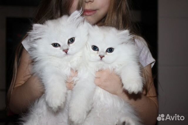 Котята кошка кот серебряная шиншилла