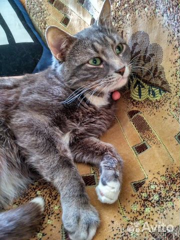 Кот ищет дом