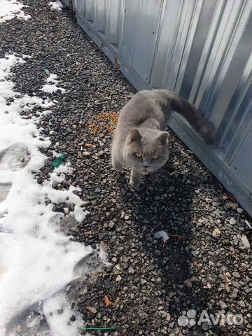 Найден кот