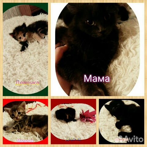 Бесплатно котята породы Нибелунг