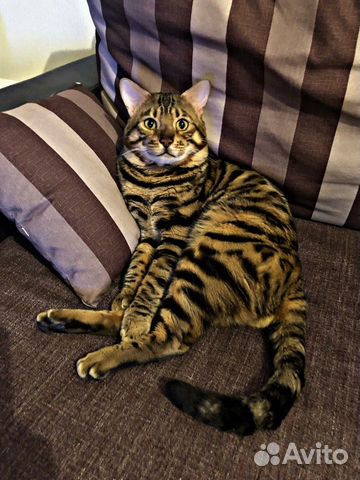 Приглашаем бенгальскую кошечку на вязку