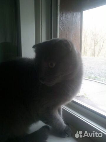 Отдадим кота