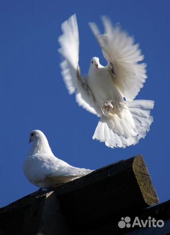 Всегда, т. е. круглый год предлагаю голубей