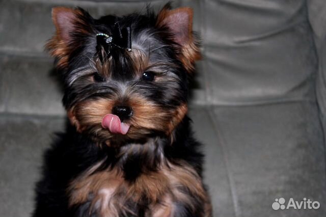 Терьеры щенки