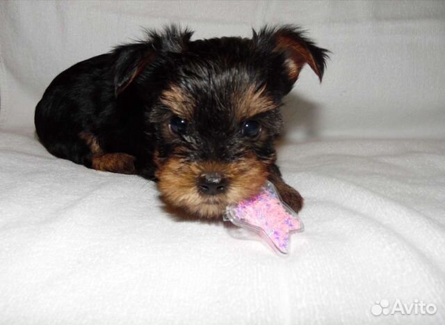 Йоркширский терьер