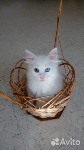 Котенок девочка