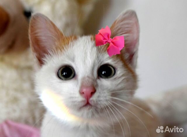 Котенок Капля 3 месяца. В добрые руки