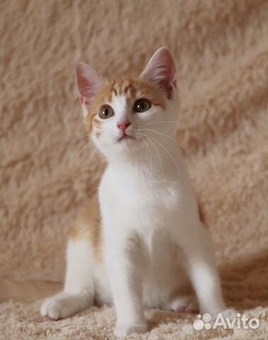 Рыжий котёнок-девочка в дар