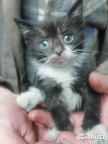 Заводские котята