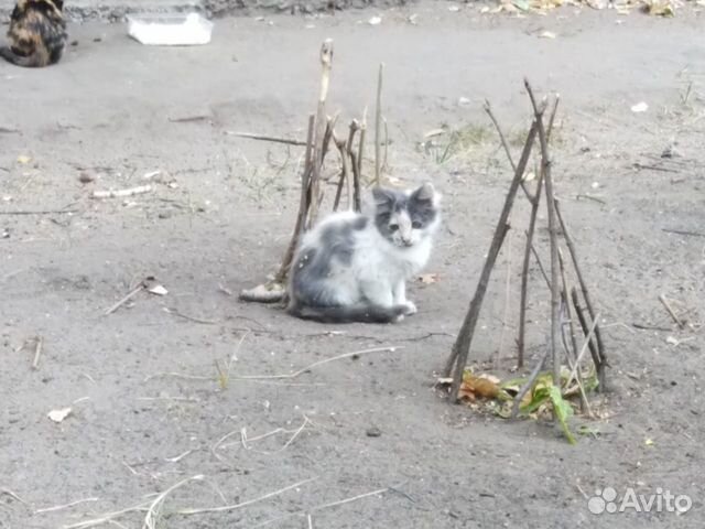 В добрые руки