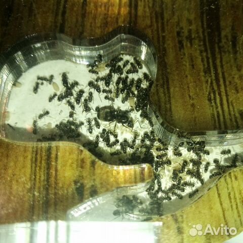 Муравьи Lasius niger - подходят для новичка