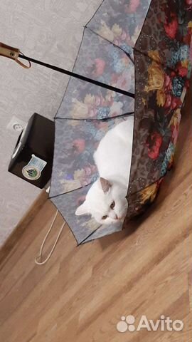 Отдам кошечку