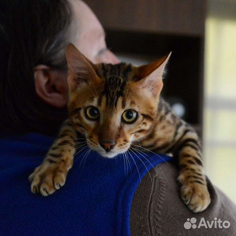 Килиманджаро - шикарный бенгал 4 месяца