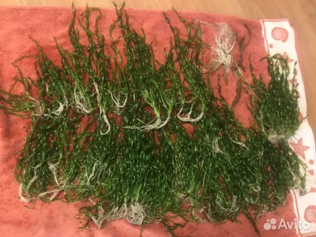 Прополка, валлиснерия спиральная