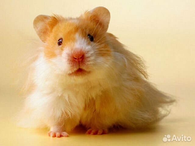 Ангорский хомяк