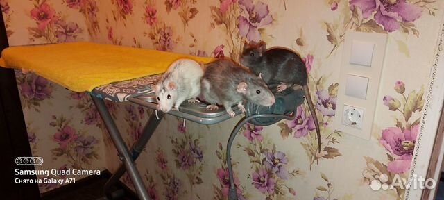 Крысенок и крысы