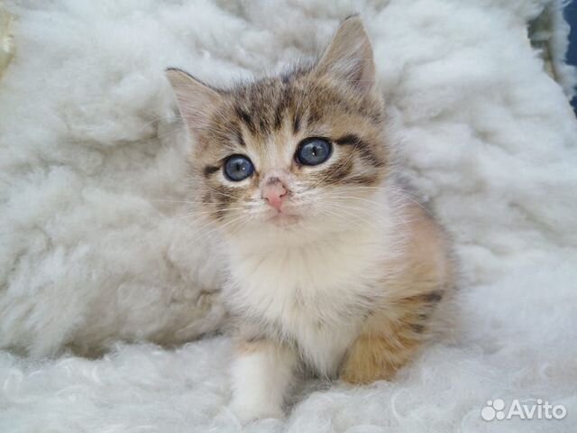 Котята